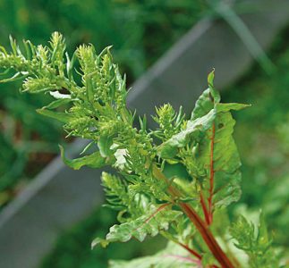 Seed Saving 101: How to Get Started - Countryside